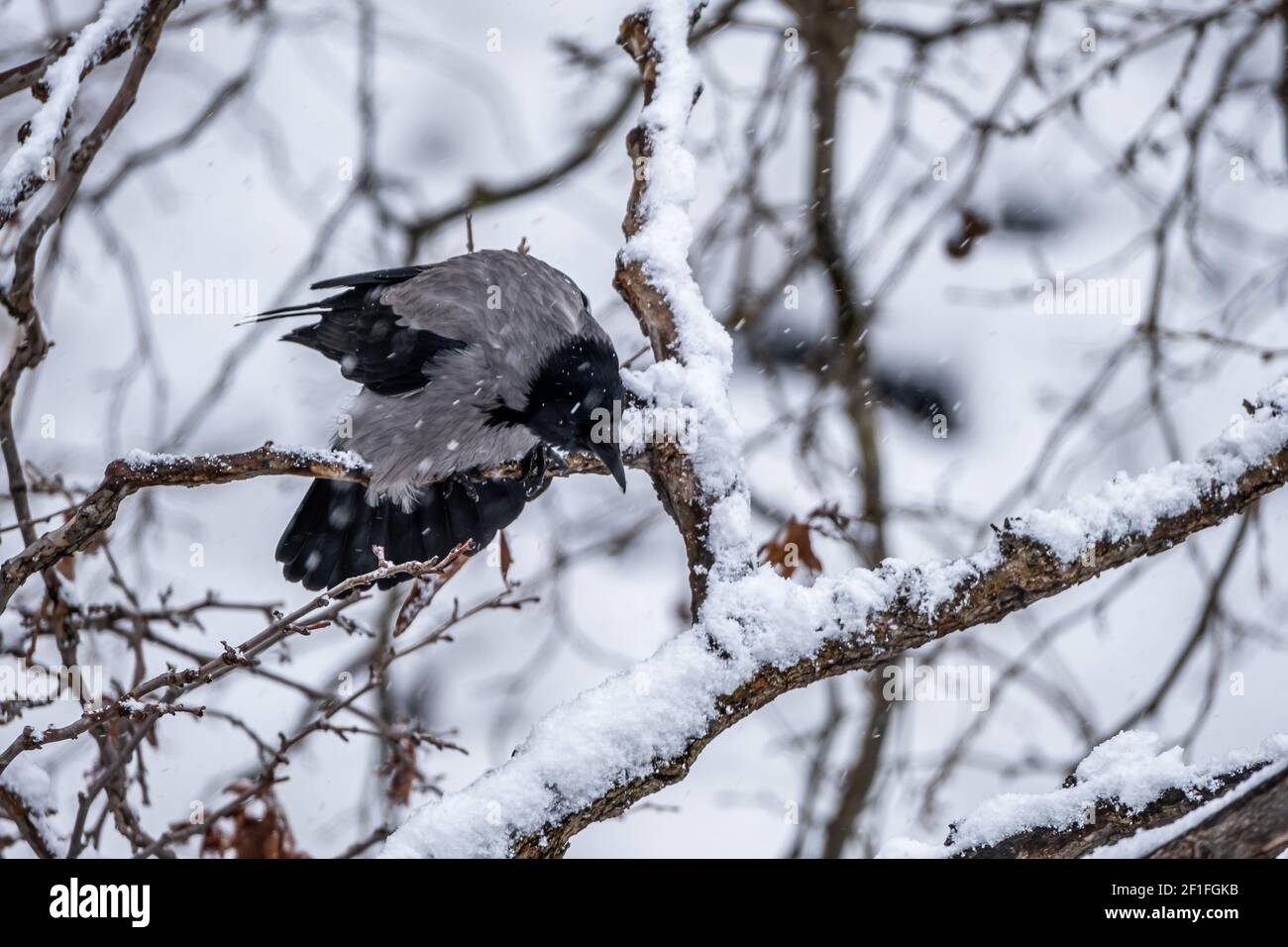 Crow sitting on a tree branch at winter Stock Photo - Alamy