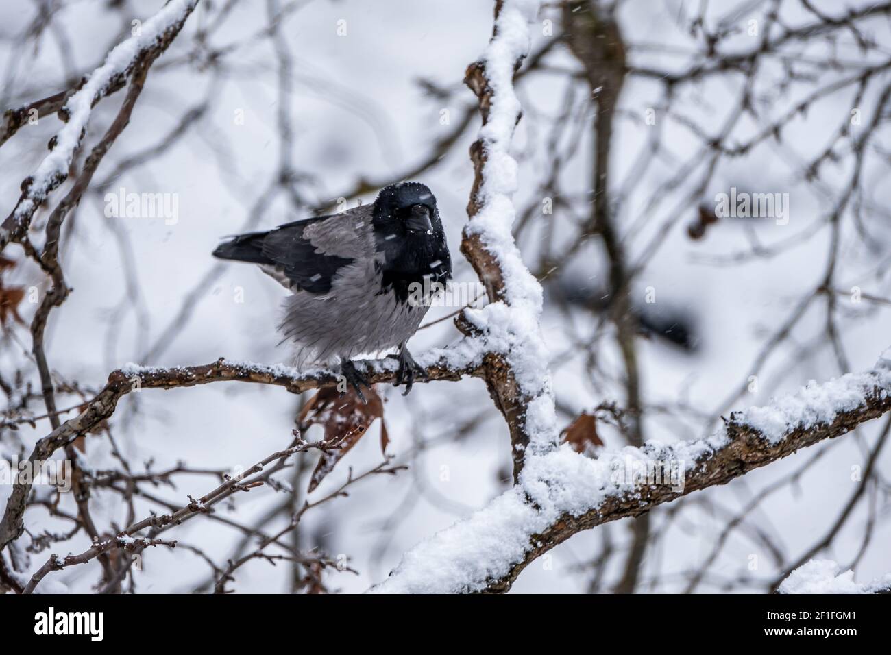 Raven snow hi-res stock photography and images - Alamy