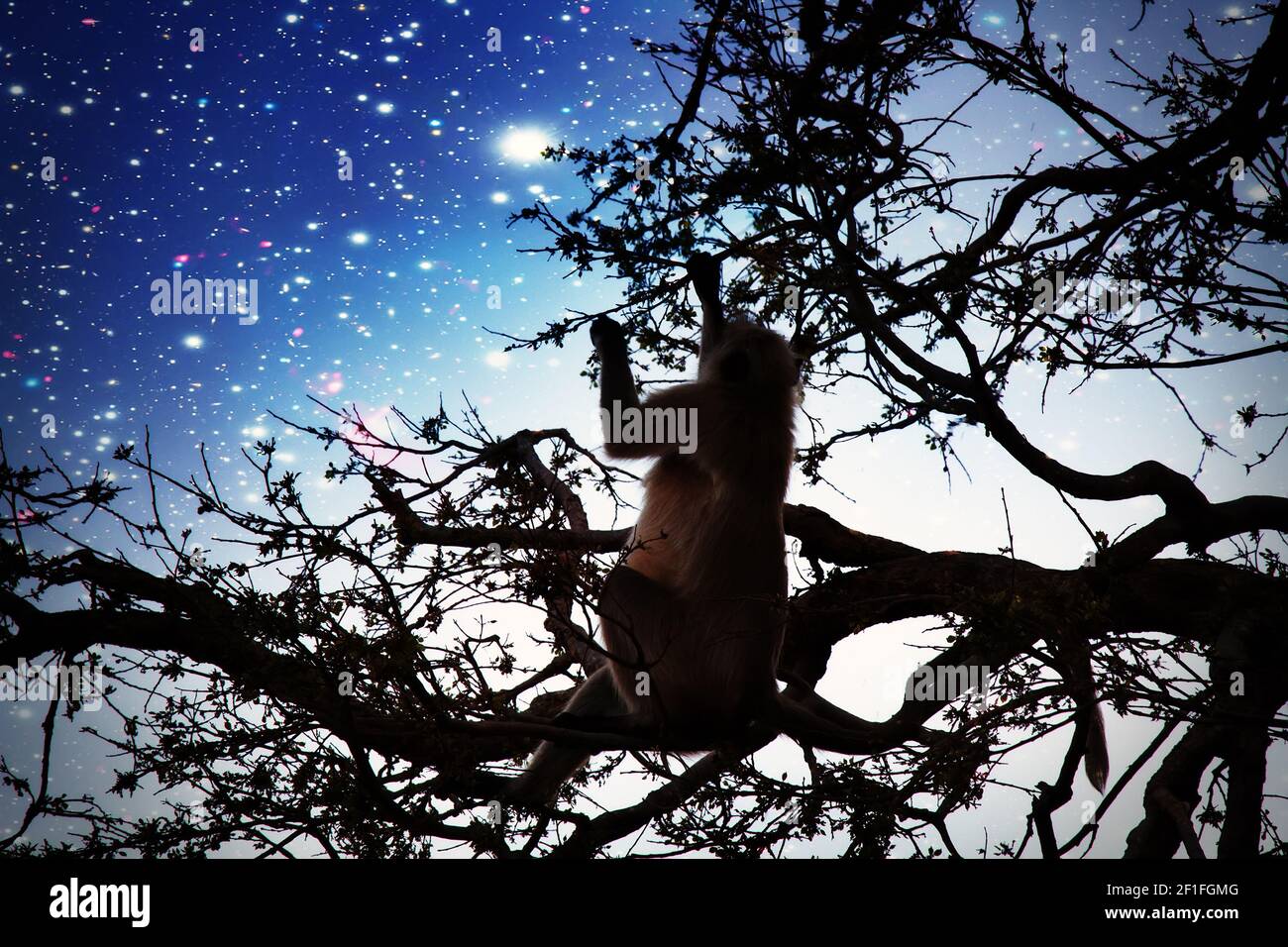 Monkeys in the starry night. Prayer to God Hanuman. Elements of image ...