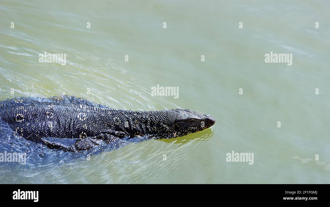 Monitor or Water Lizard floating in the lake. Large lizards in Sri ...