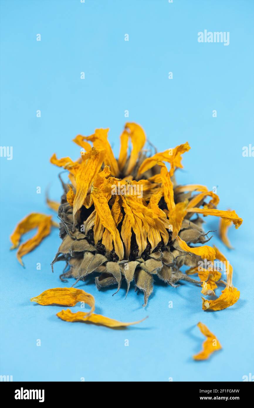 Dead sunflower hi-res stock photography and images - Alamy