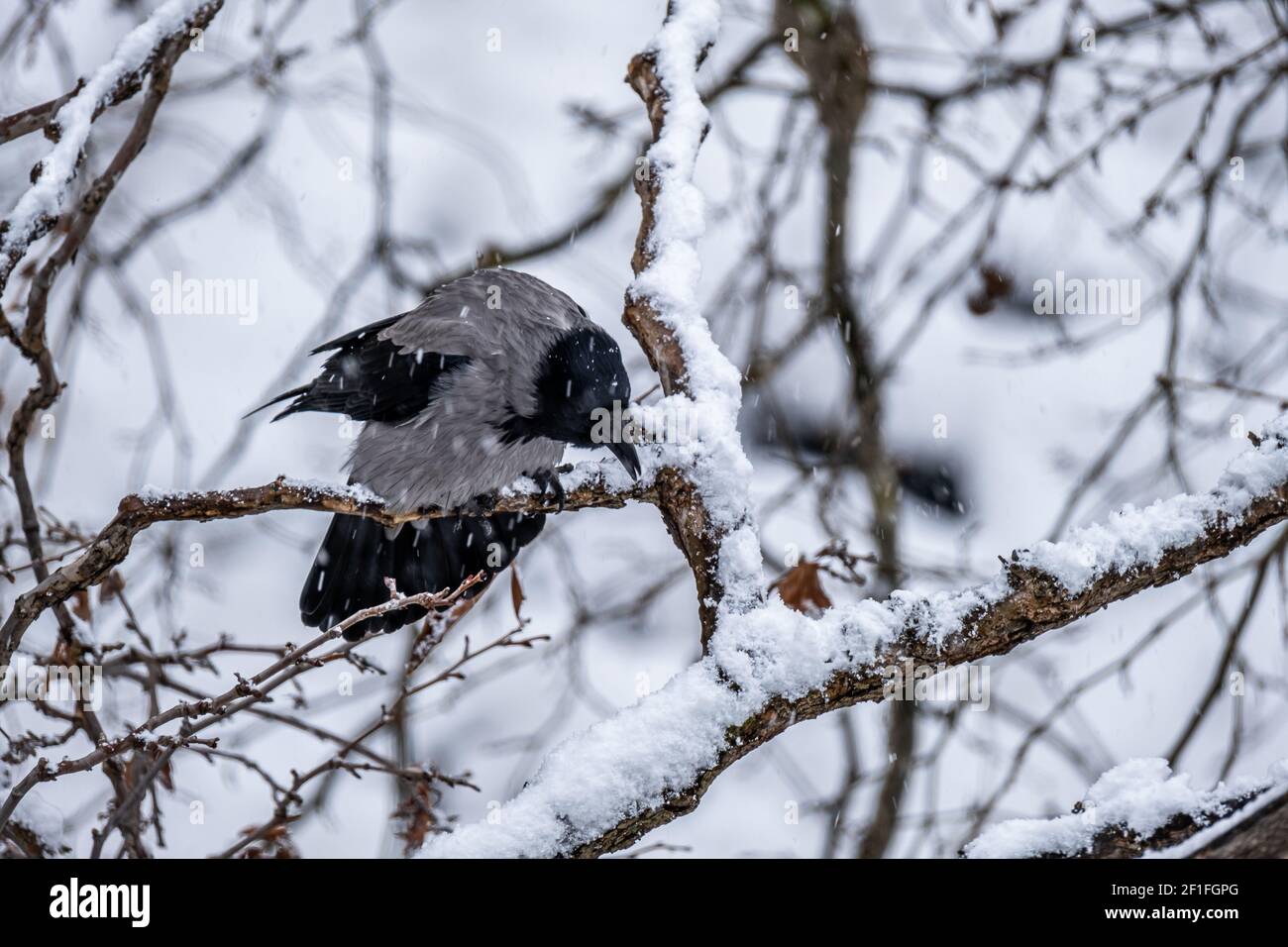 Raven Snow High Resolution Stock Photography and Images - Alamy