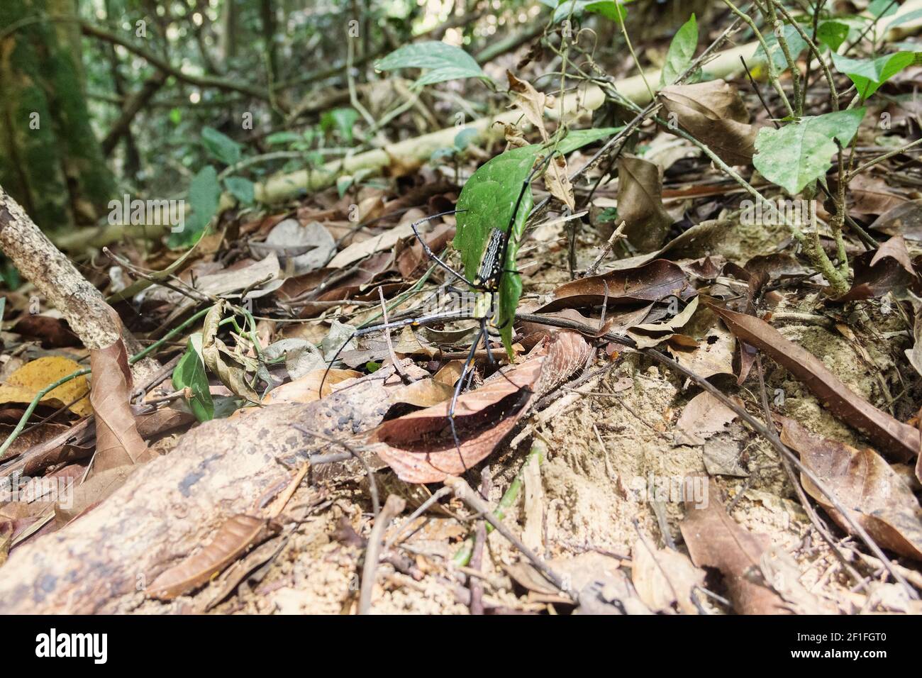 A large spider (probably Heteropoda genus) in rainforest a spider ...