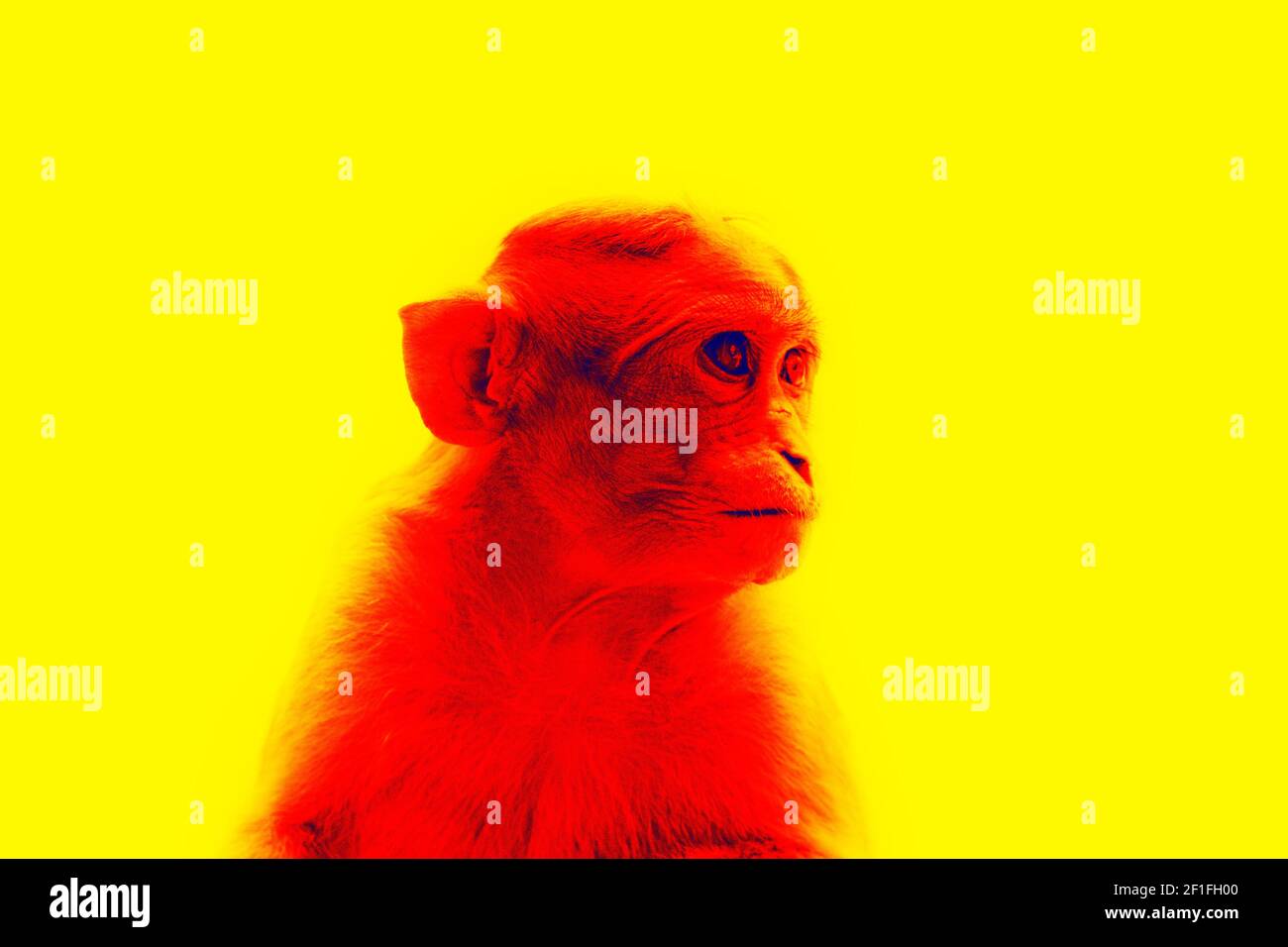 Indian macaques. Scanning the animal's body temperature with a thermal ...