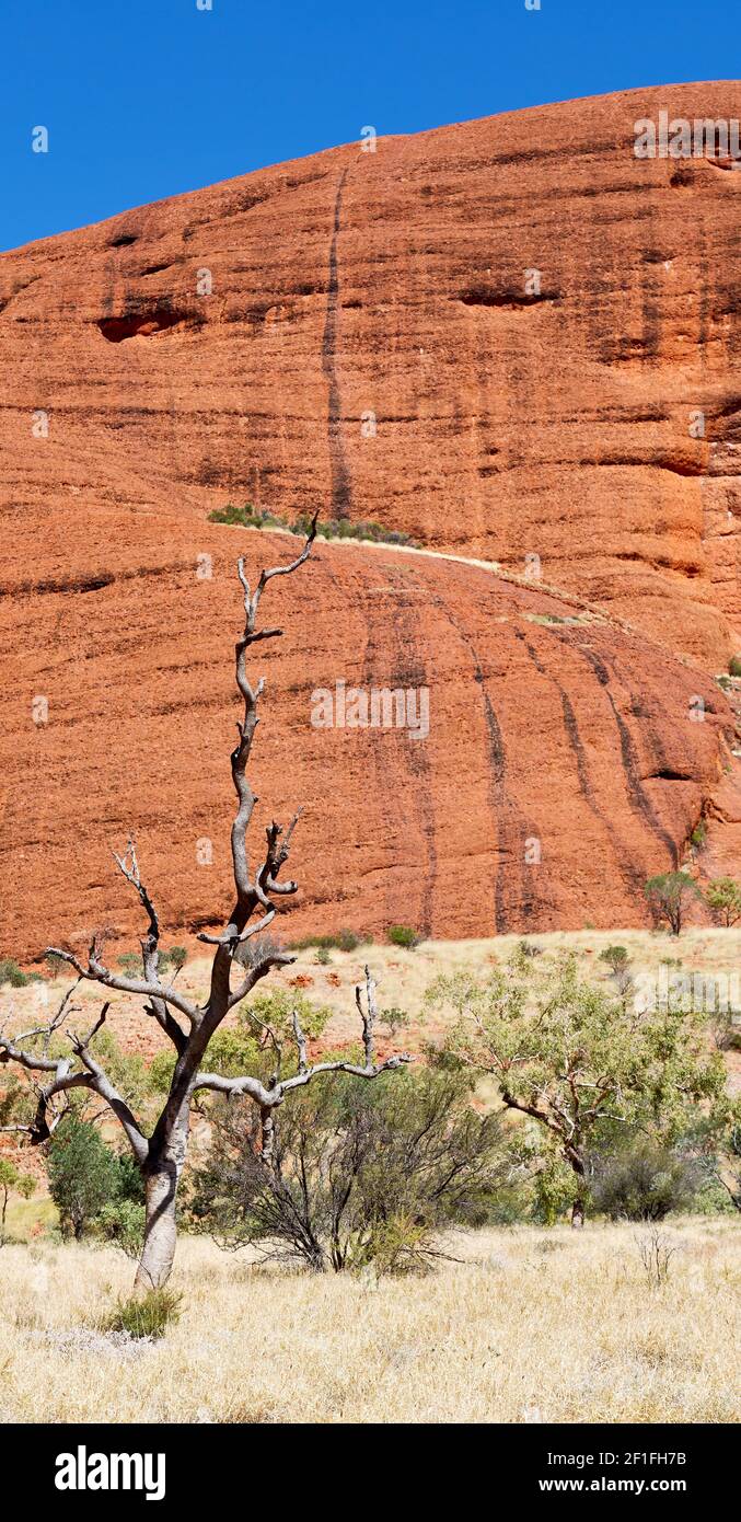 The outback canyon and the dead tree Stock Photo - Alamy