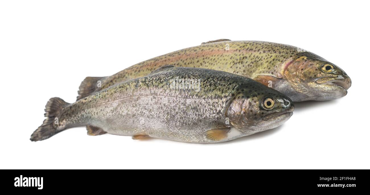 Two freshly caught trouts isolated on white background Stock Photo - Alamy