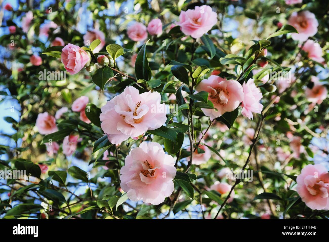 Pink Camellia 'Felice Harris' in flower Stock Photo - Alamy