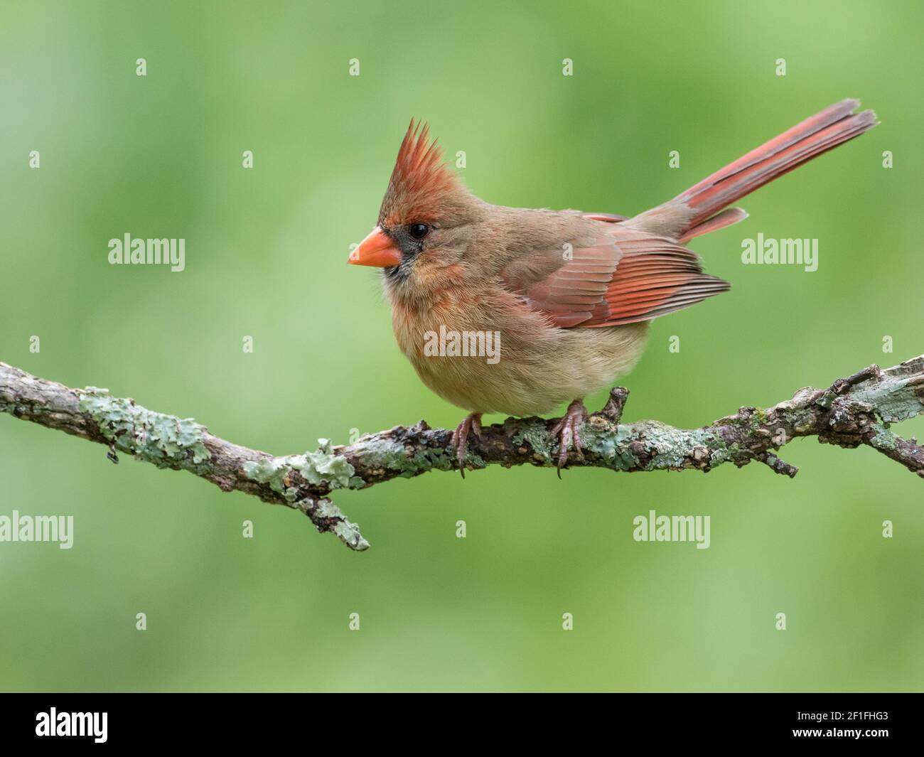 Portrait of a female northern cardinal, Cardinalis cardinalis Stock ...