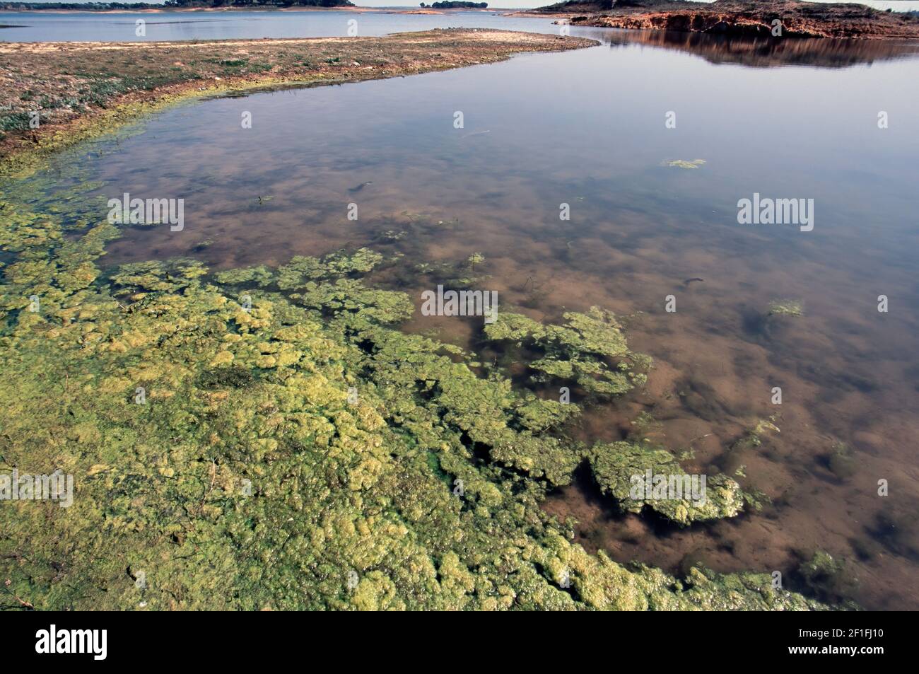 Eutrophication High Resolution Stock Photography and Images - Alamy