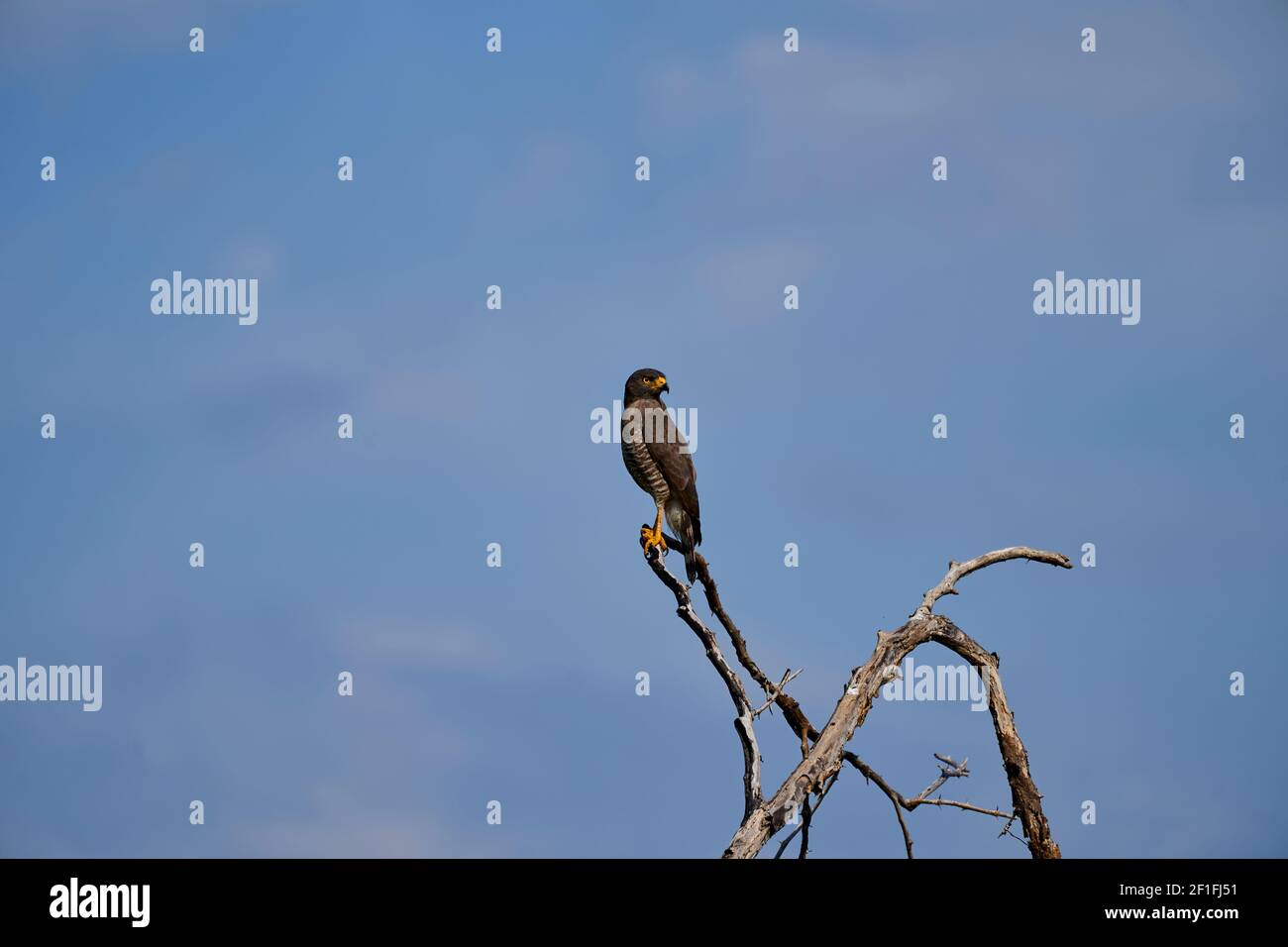 The roadside hawk, Rupornis magnirostris, is a relatively small bird of ...
