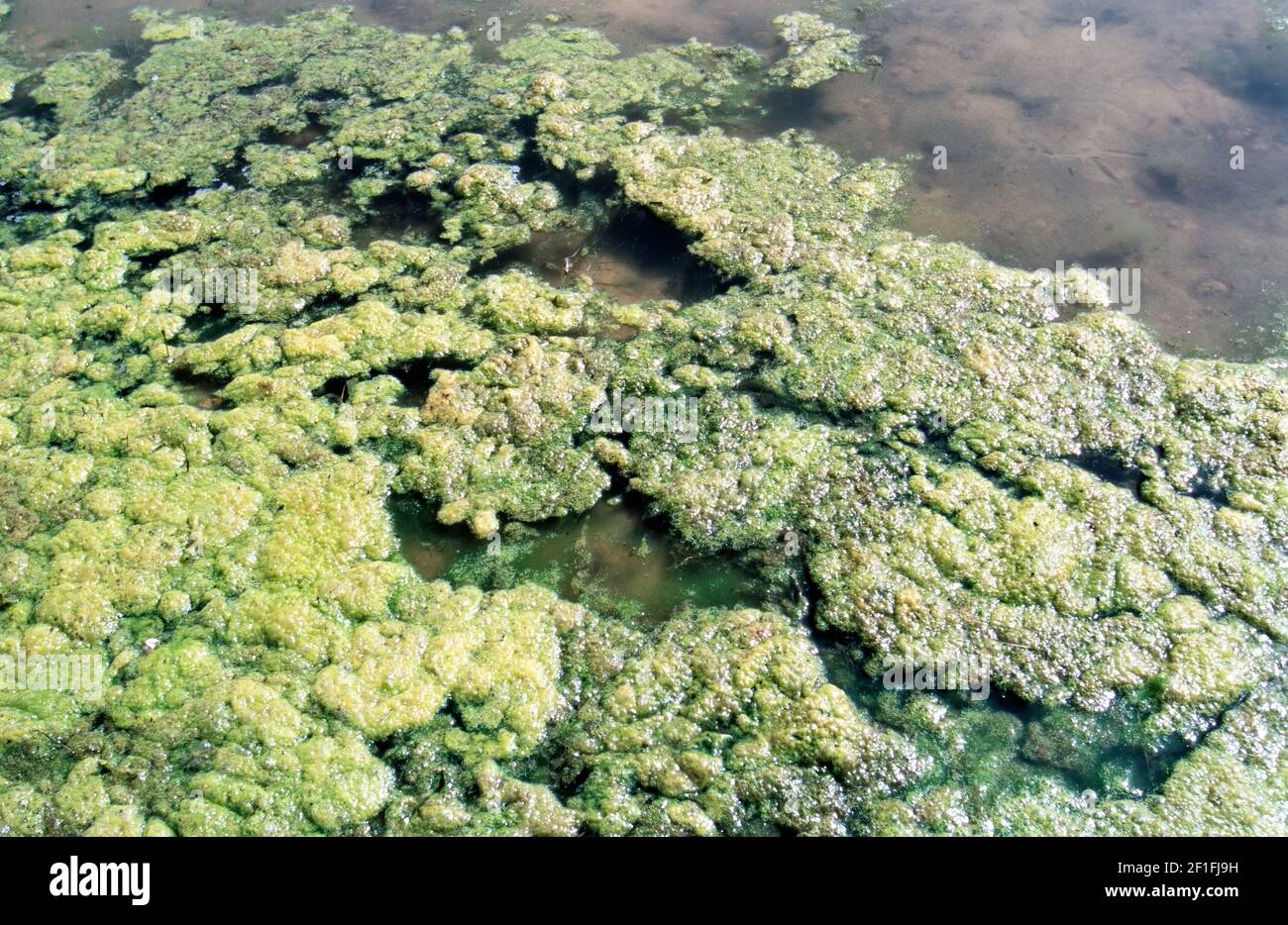 Eutrophication High Resolution Stock Photography and Images - Alamy