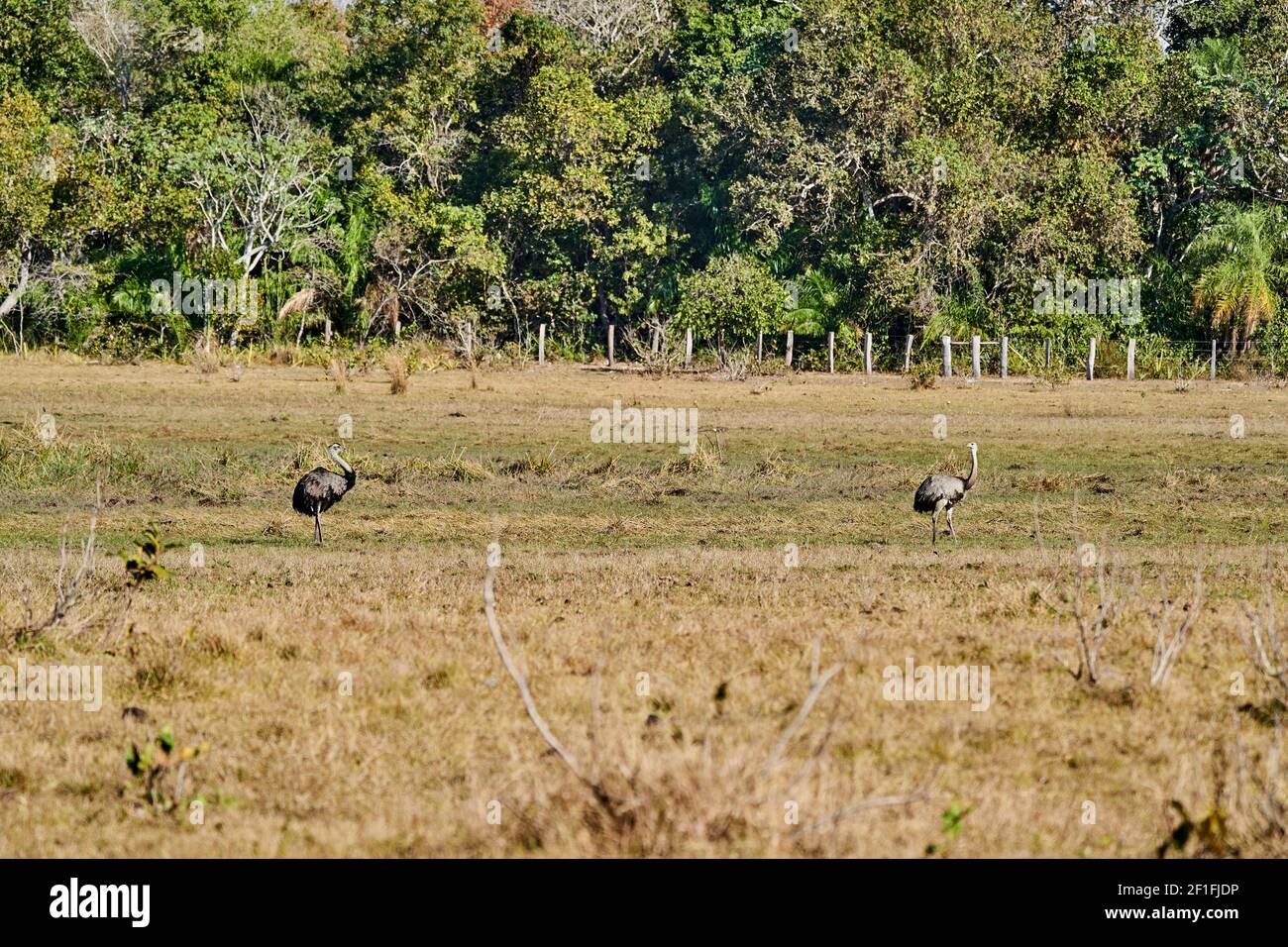 Nandu, Greater Rhea female running through the landscape of the ...