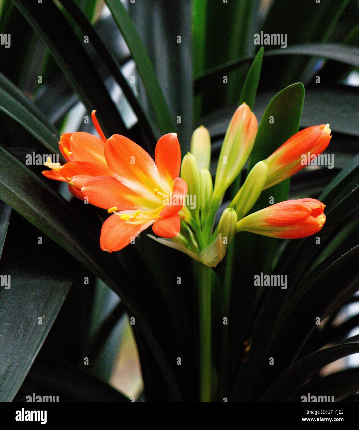 THe orange buds of a potted clivia plant with natural window light ...