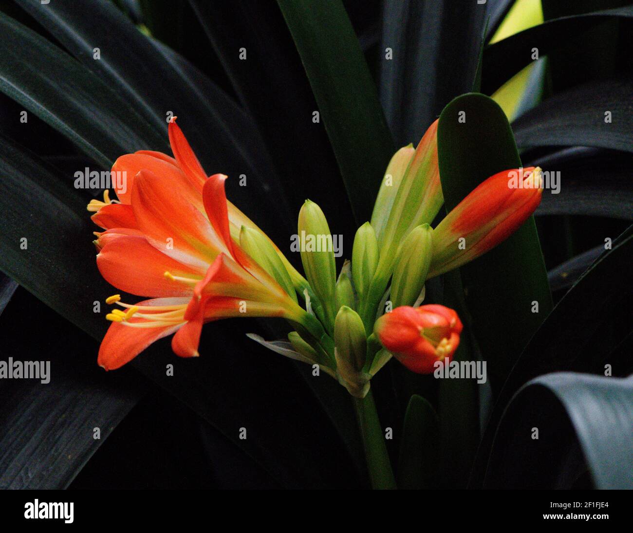 THe orange buds of a potted clivia plant with natural window light ...