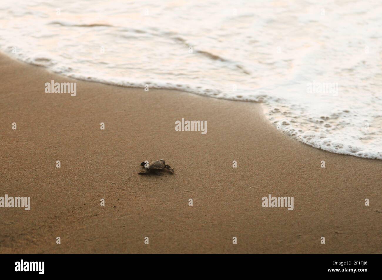 Tortoise hill hi-res stock photography and images - Alamy