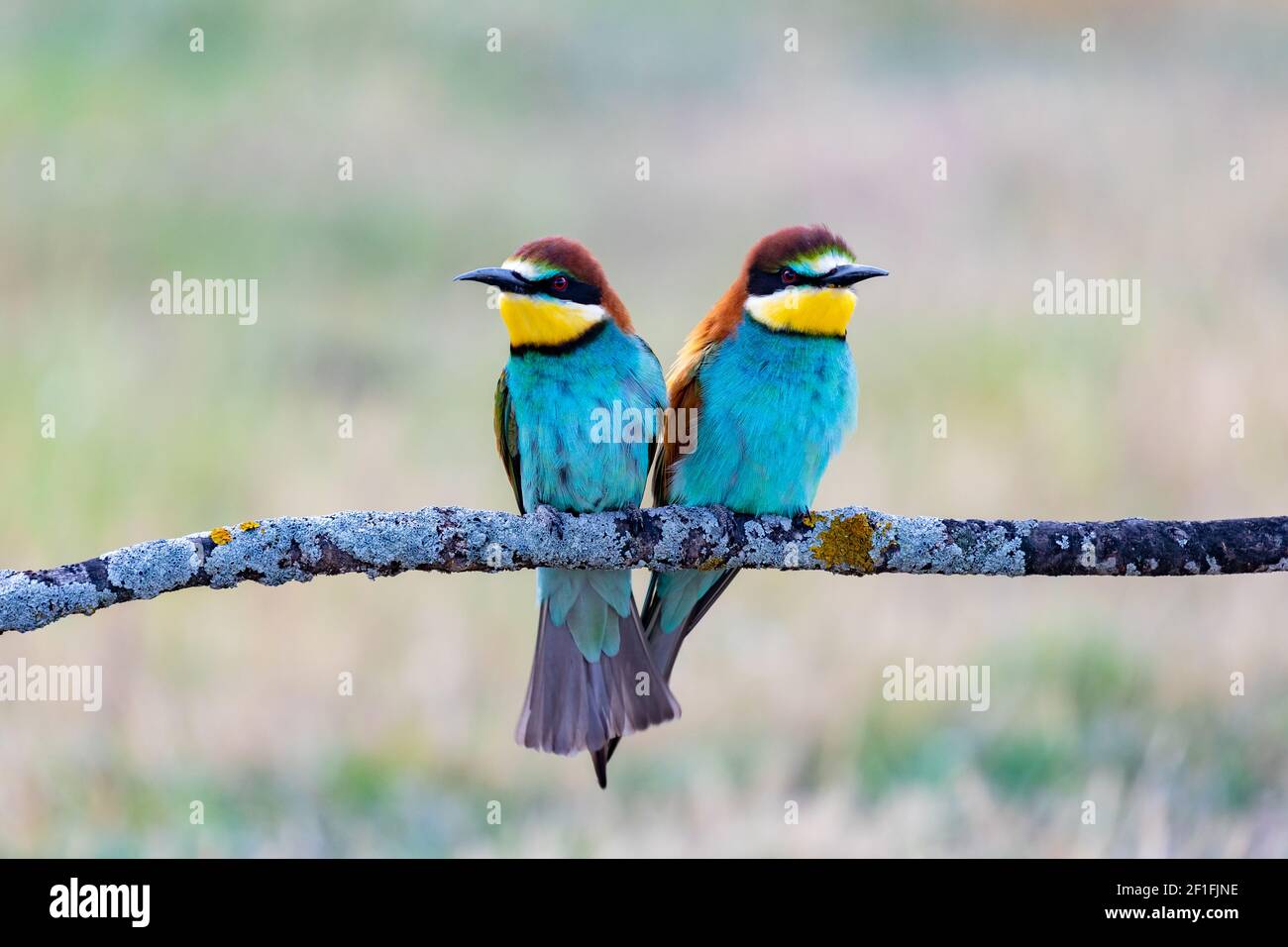 Beautiful colorful birds perched on a branch Stock Photo - Alamy