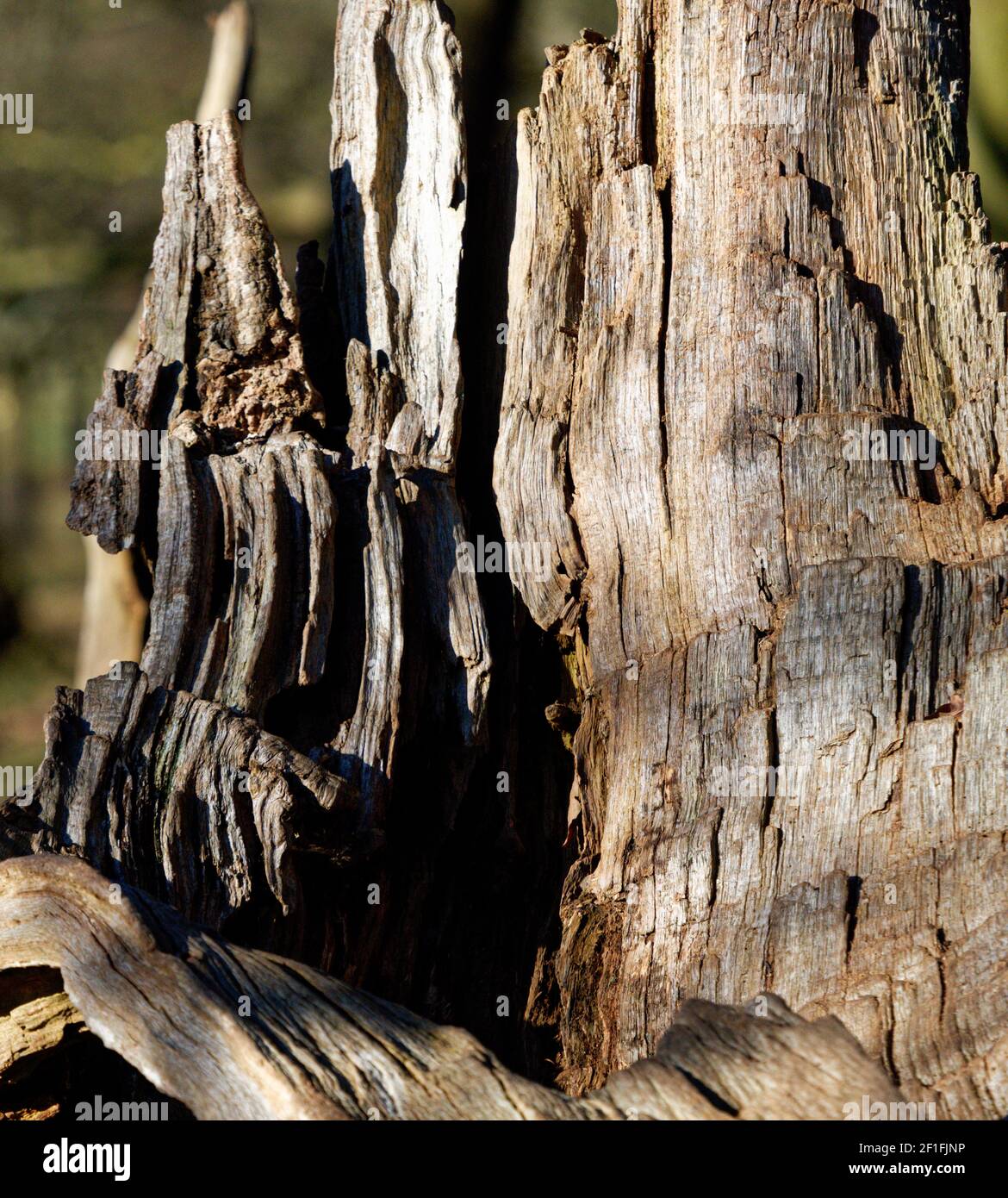 Broken stump of a tree with natural charred and jagged edge damage ...
