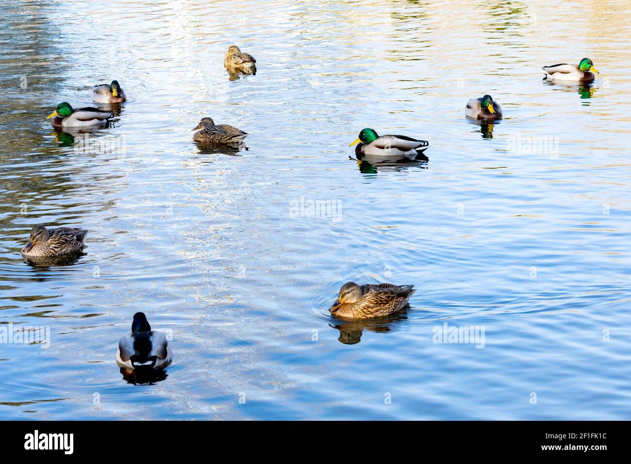 Beautiful ducks swimming in a river Stock Photo - Alamy