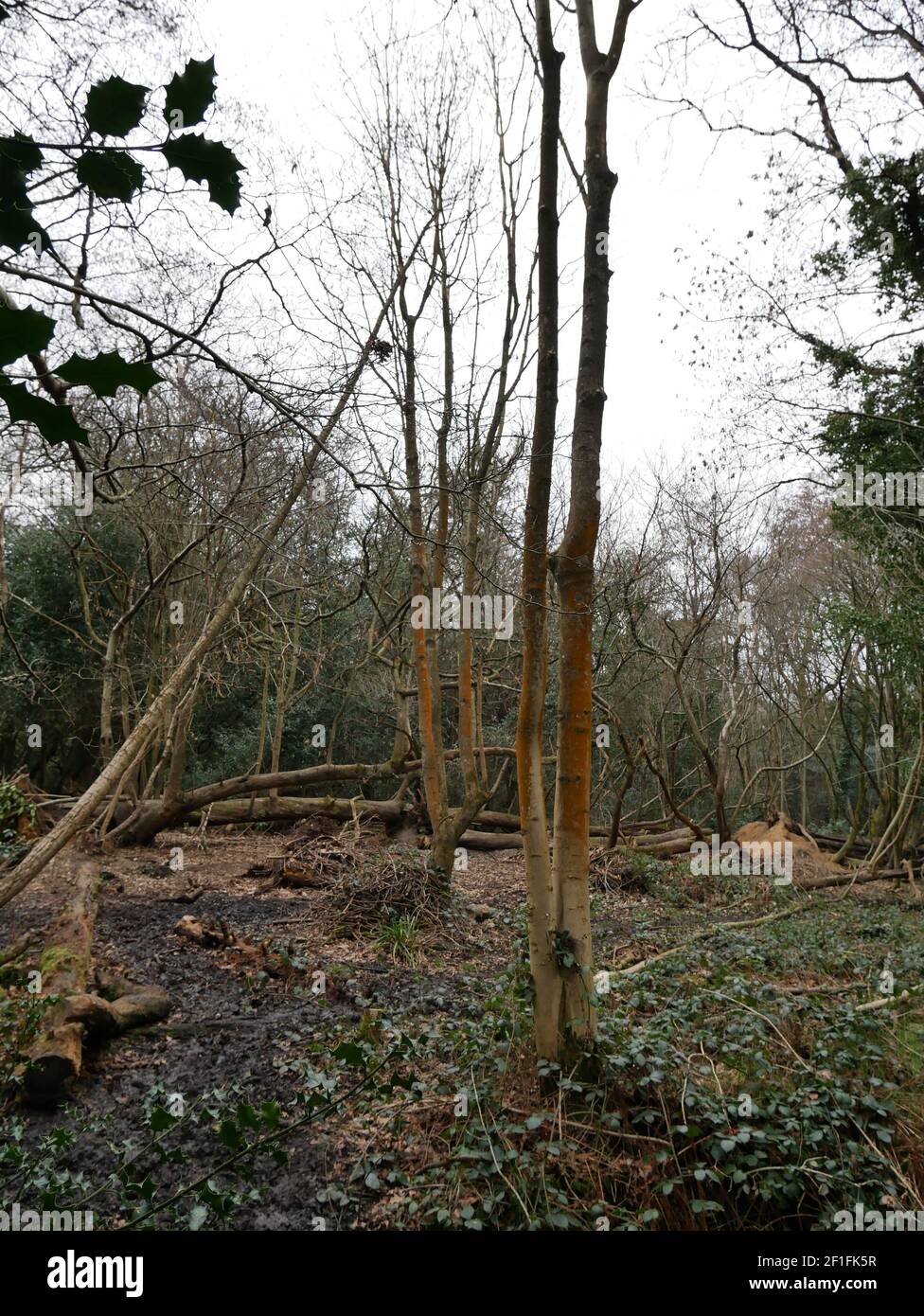 Hayes and Keston Commons, Kent, England Stock Photo - Alamy