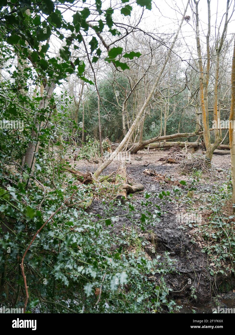 Hayes and Keston Commons, Kent, England Stock Photo - Alamy