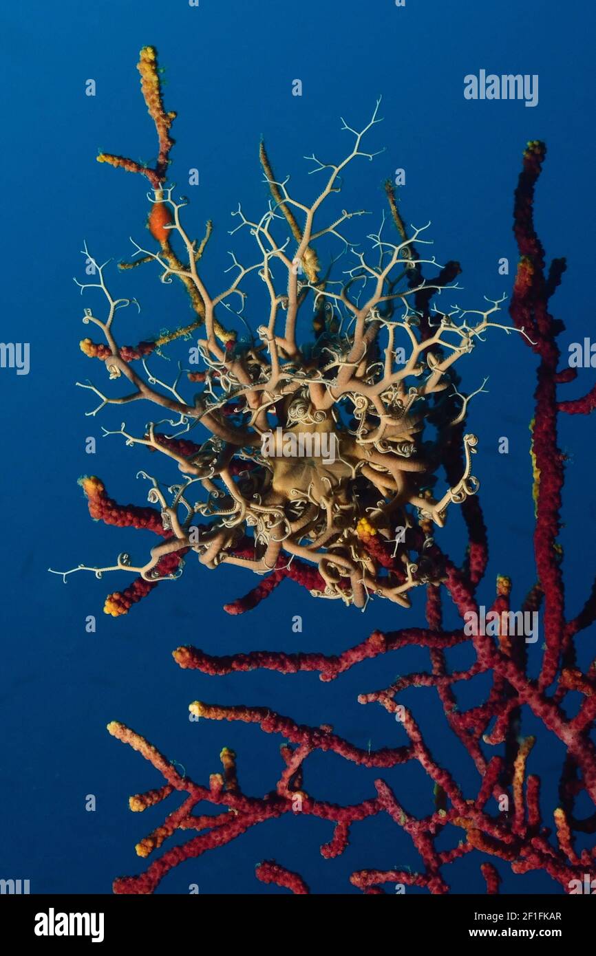 Astrospartus mediterraneus hi-res stock photography and images - Alamy