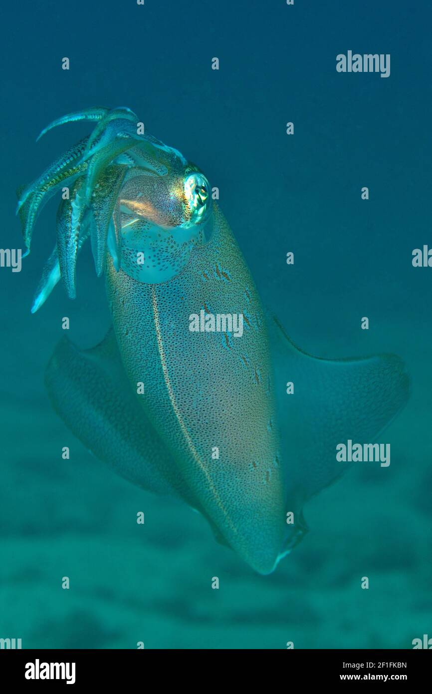 Loligo vulgaris, common squid, Gemeiner Kalmar, Tamariu, Costa Brava ...