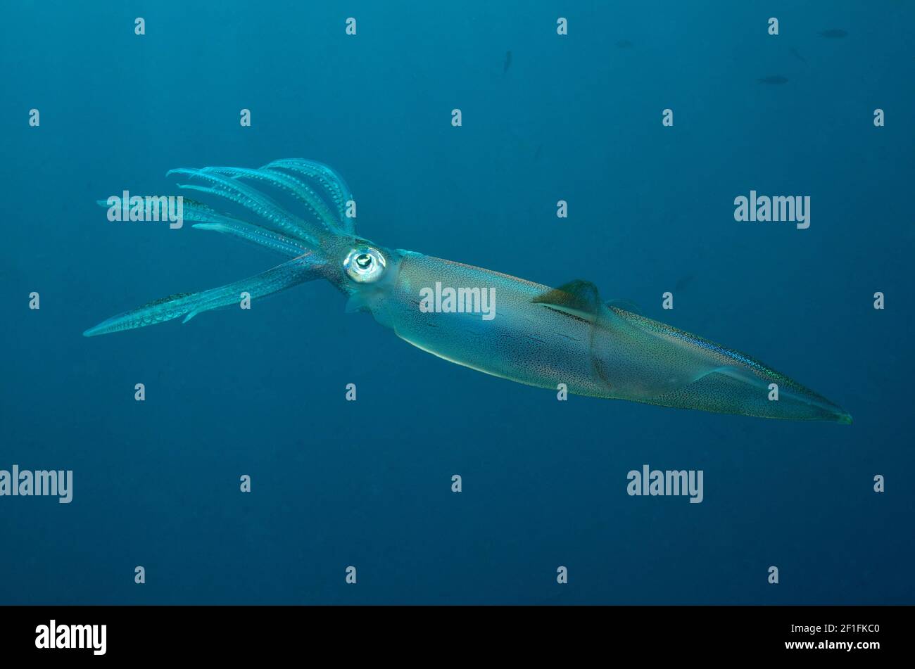 Loligo vulgaris hi-res stock photography and images - Alamy