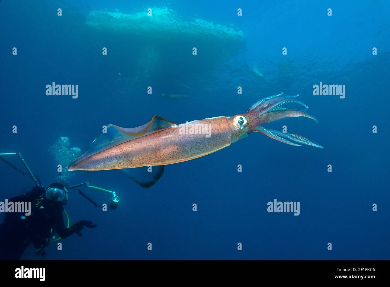 Loligo vulgaris, common squid, Gemeiner Kalmar, Tamariu, Costa Brava ...
