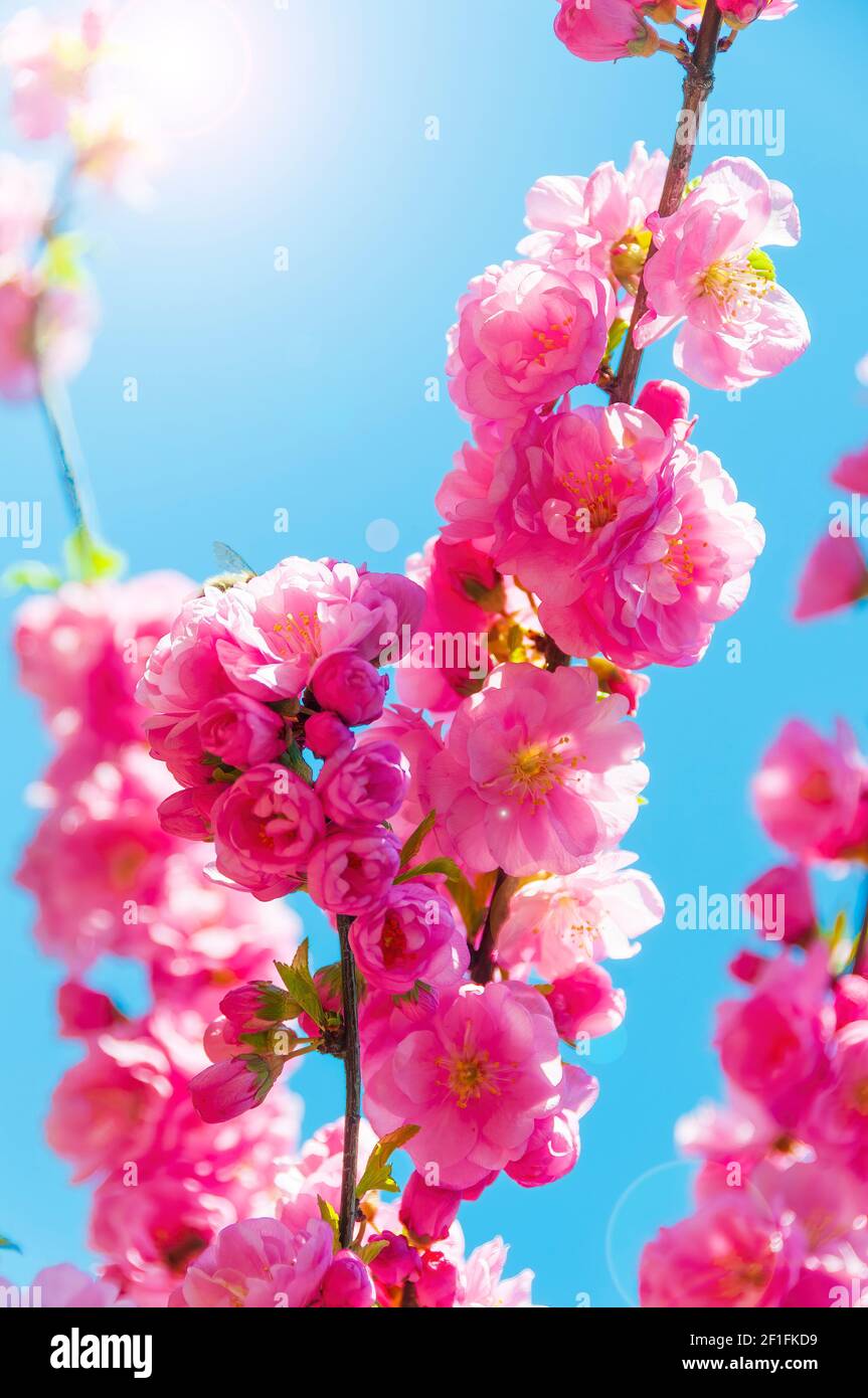 Tender pink sakura flowers blooming in spring. Vertical photo Stock ...