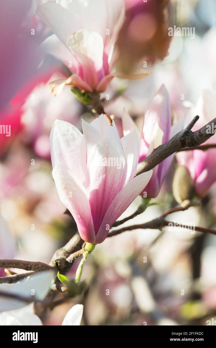 Magnolia flower close up hi-res stock photography and images - Alamy