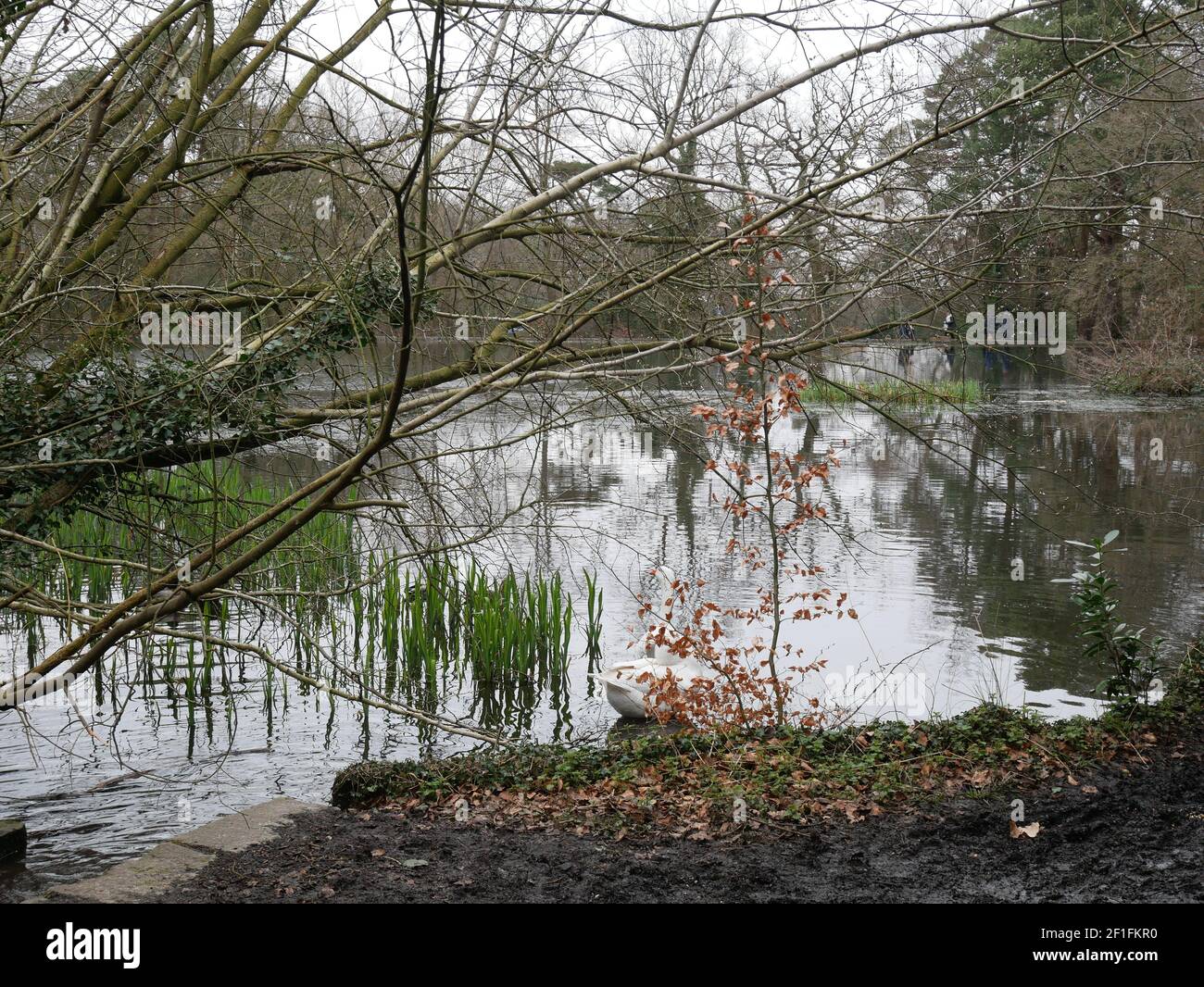 Keston Pond High Resolution Stock Photography and Images - Alamy