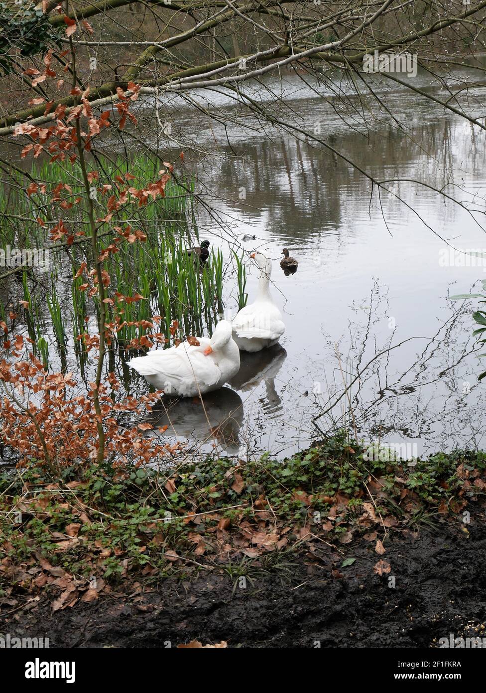 Hayes and Keston Commons, Kent, England Stock Photo - Alamy