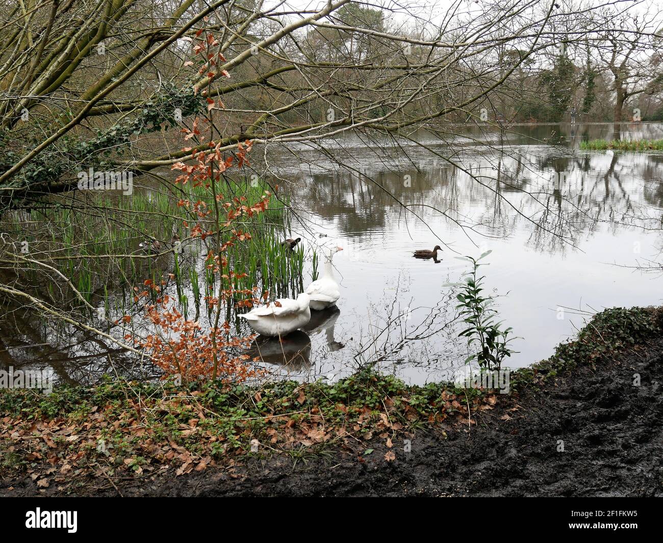 Hayes and Keston Commons, Kent, England Stock Photo - Alamy