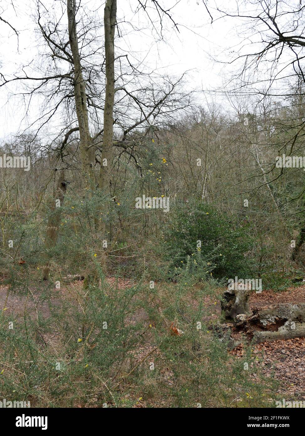 Hayes and Keston Commons, Kent, England Stock Photo - Alamy