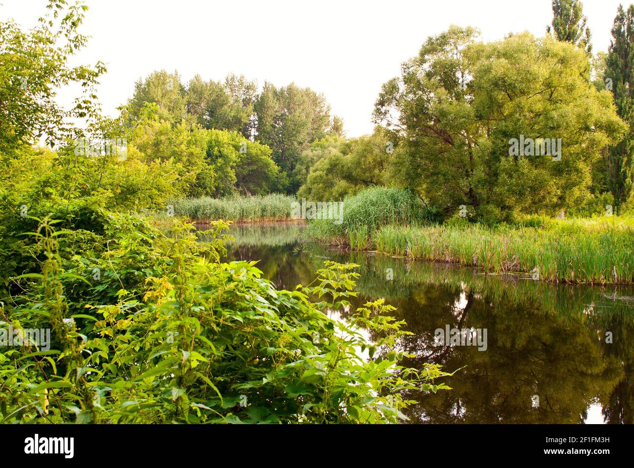 River plants hi-res stock photography and images - Alamy