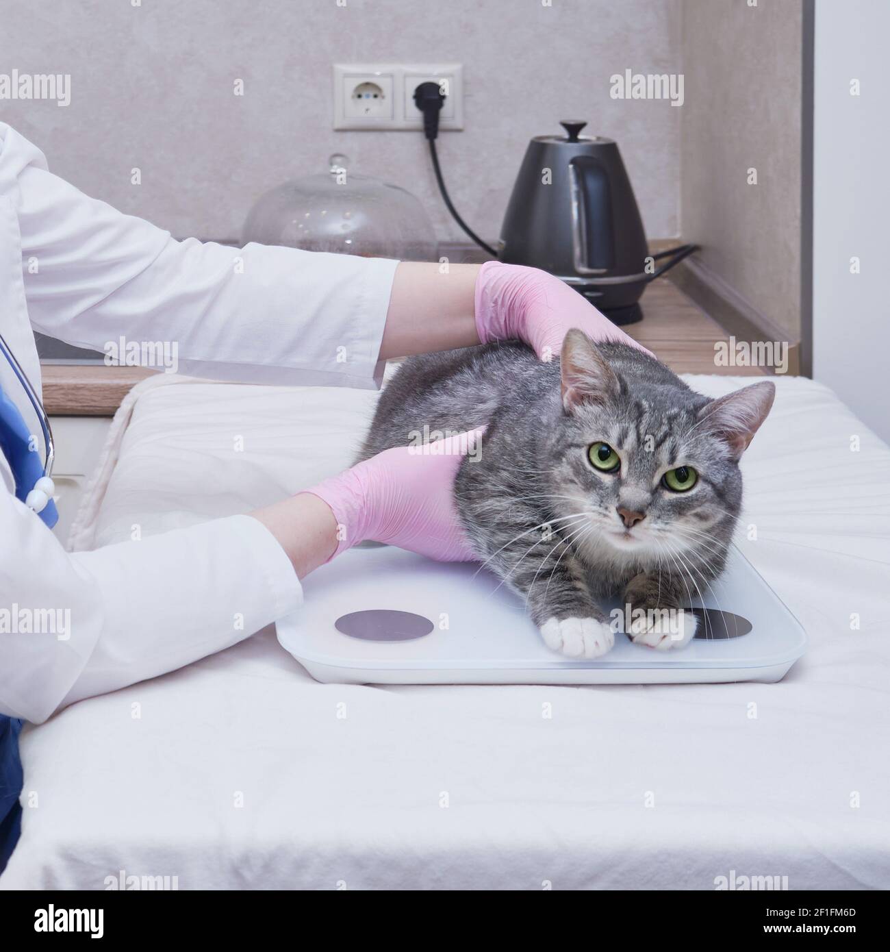 Measuring the weight of a pet cat on a scale, home kitchen Stock Photo ...