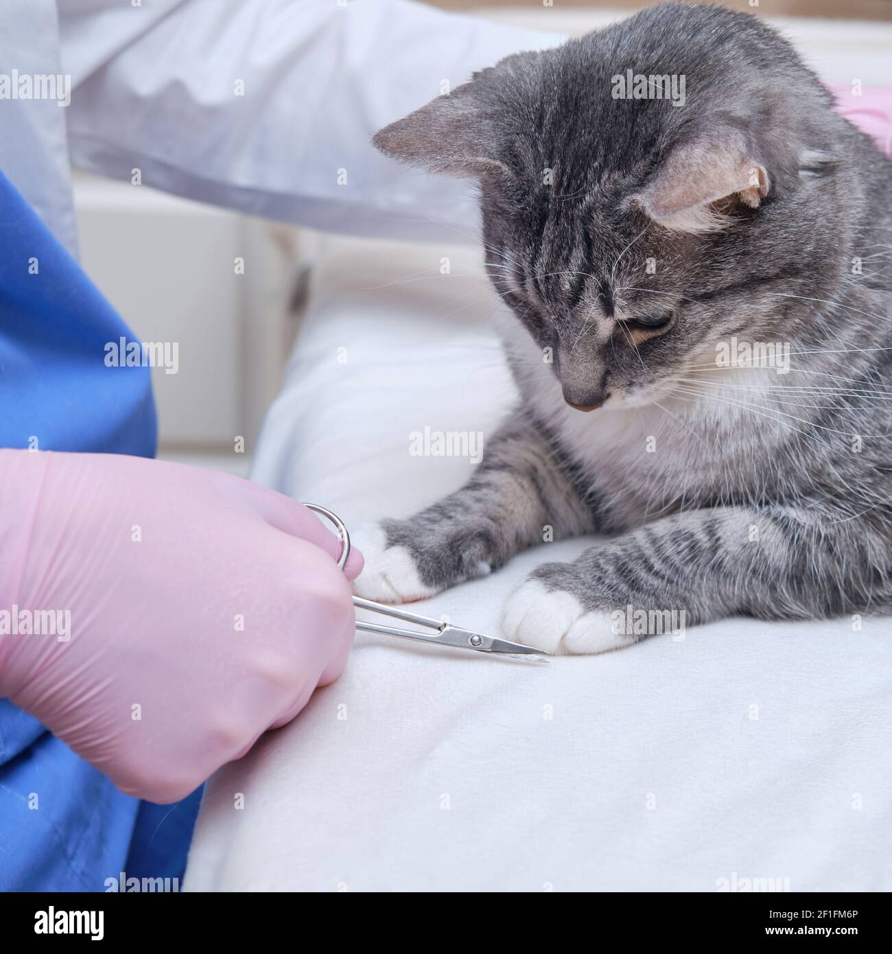 Cat rescue cutting hi-res stock photography and images - Alamy
