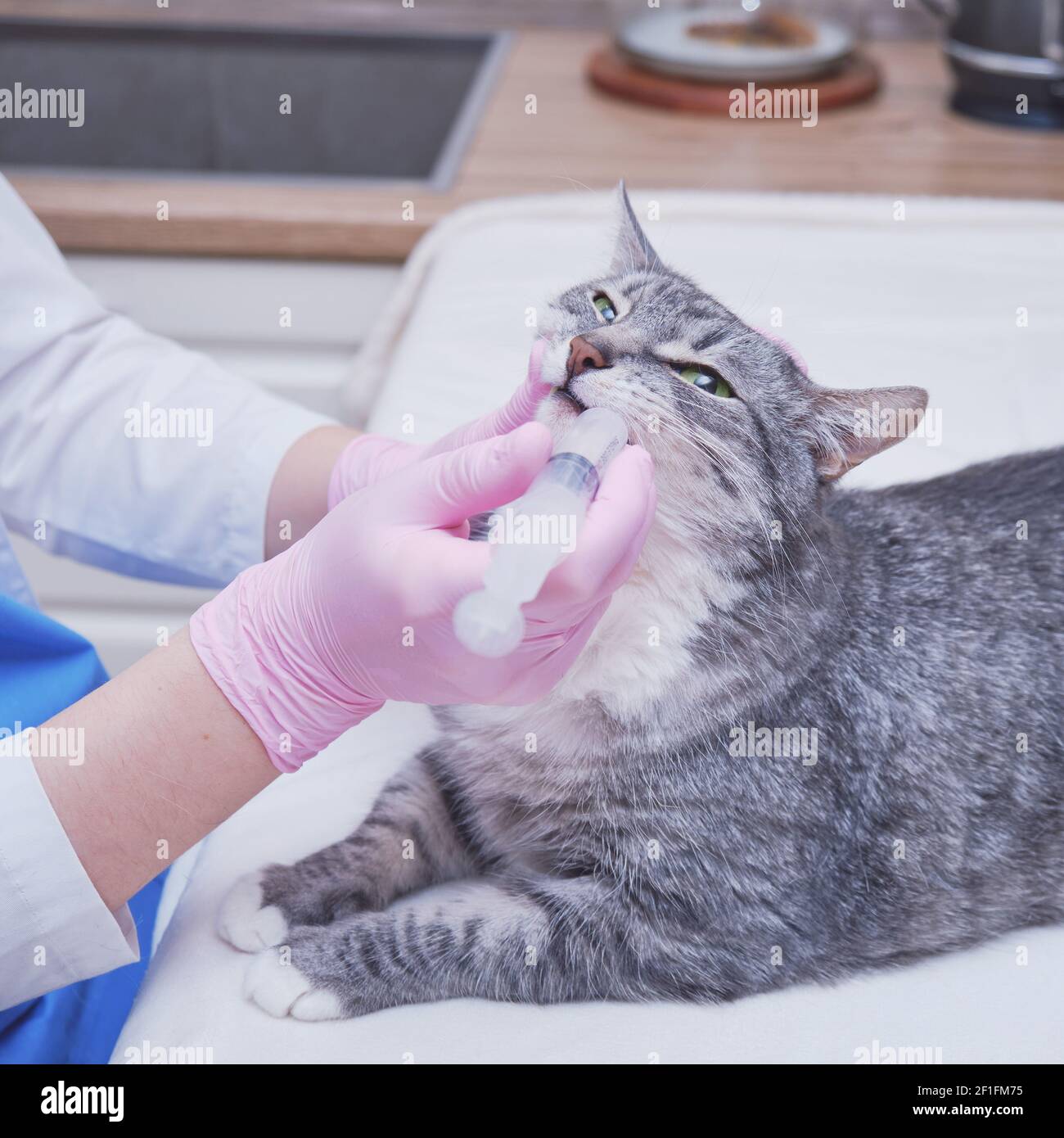 Veterinarian in home kitchen hi-res stock photography and images - Alamy