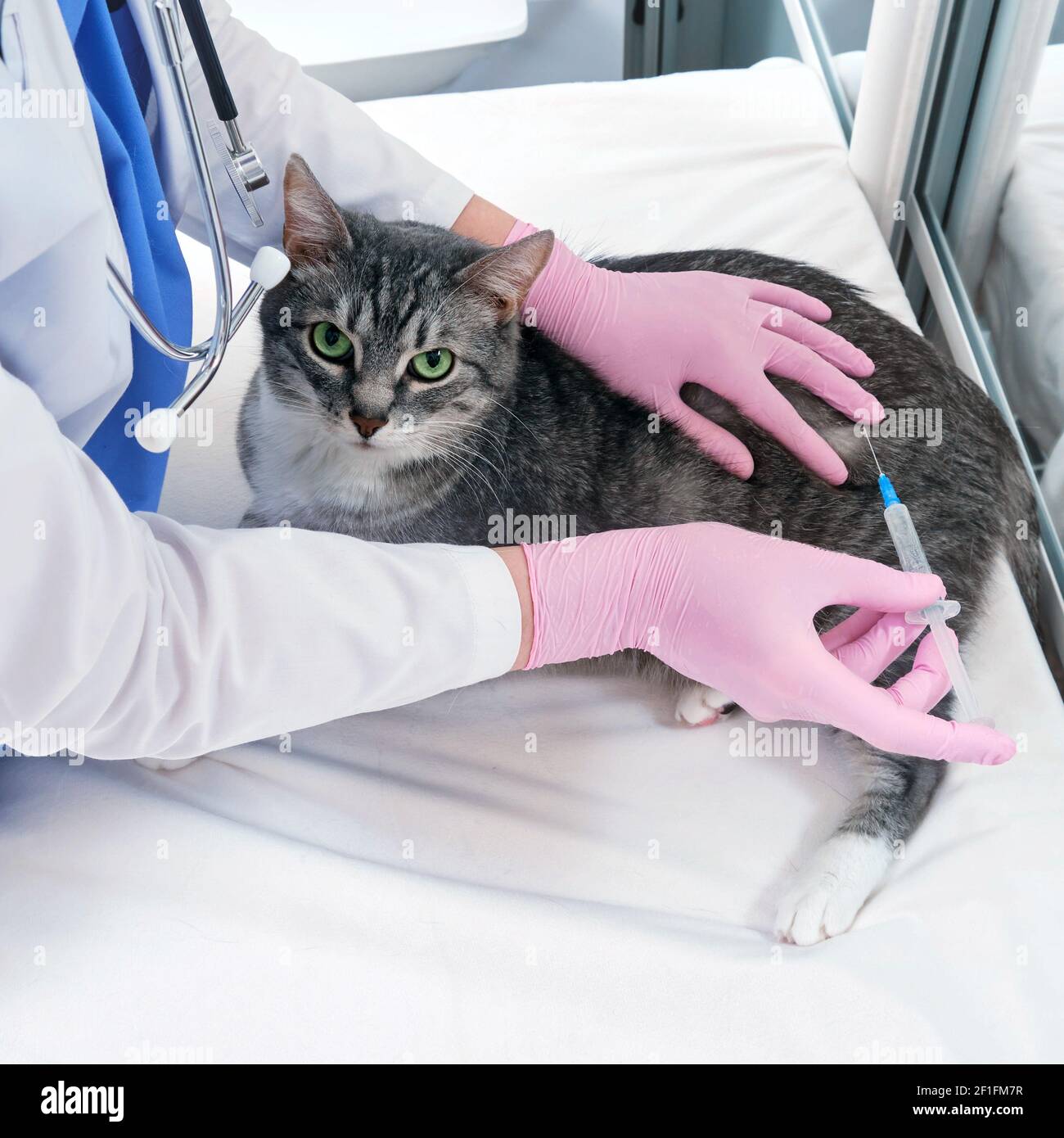 Woman vet doctor gives a syringe injection to a cat at an animal clinic ...