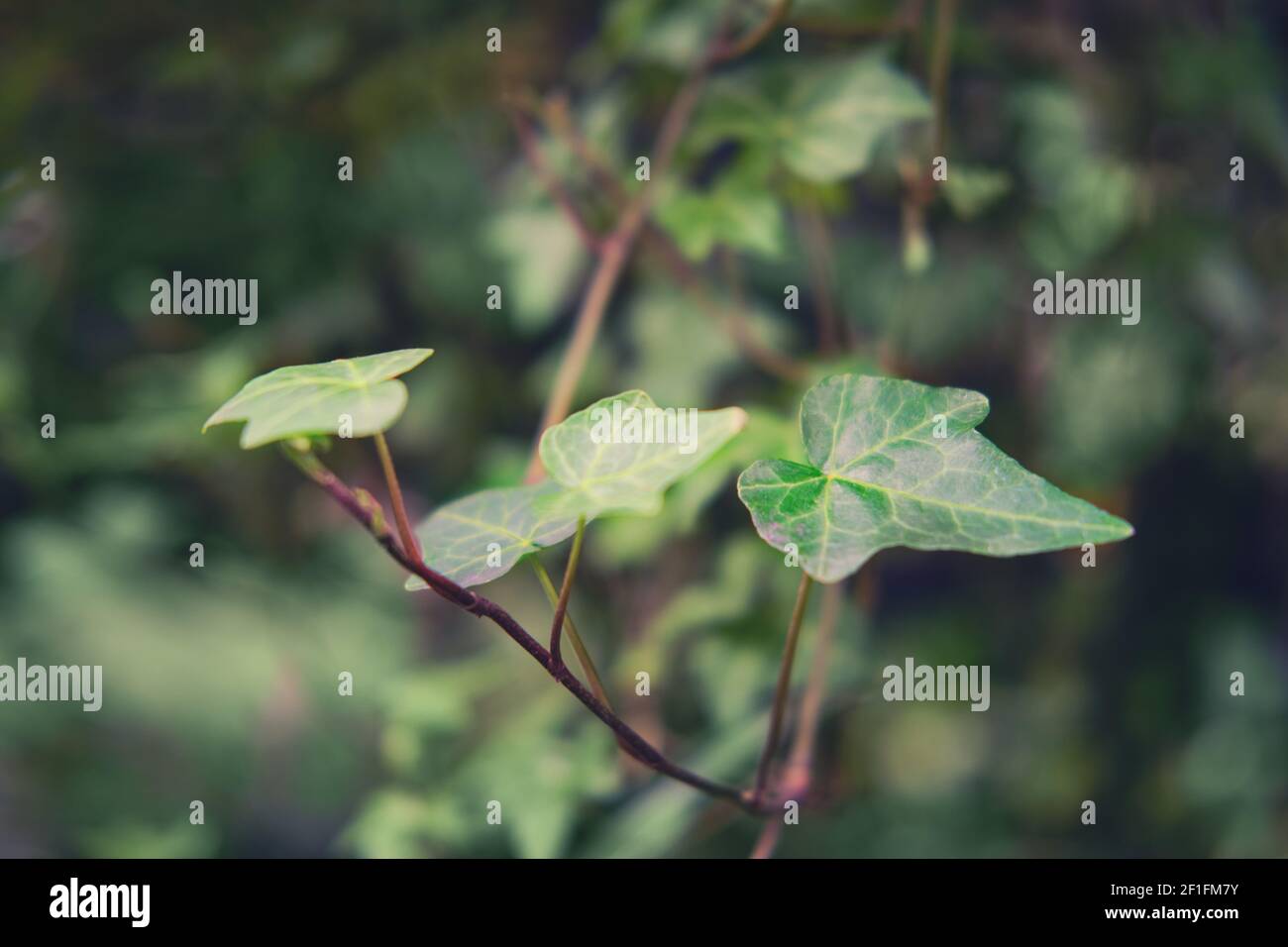 Hedera helix, the evergreen climbing shrub, is a species of ivy in the ...