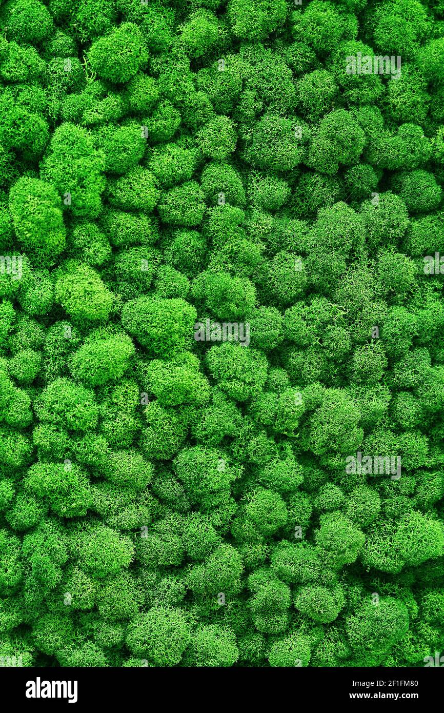 Background of green stabilized moss. Green grass with top view, texture ...