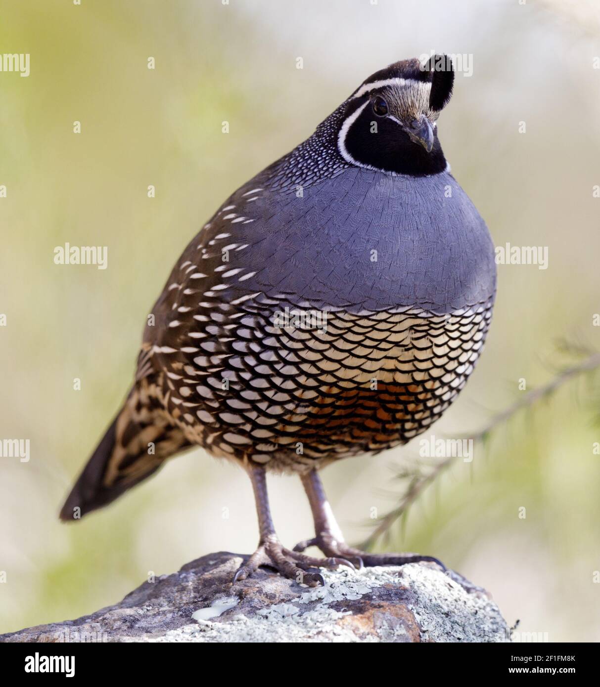 California valley quail hi-res stock photography and images - Alamy
