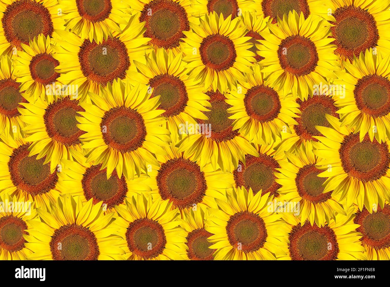 Sunflower background pattern hi-res stock photography and images - Alamy