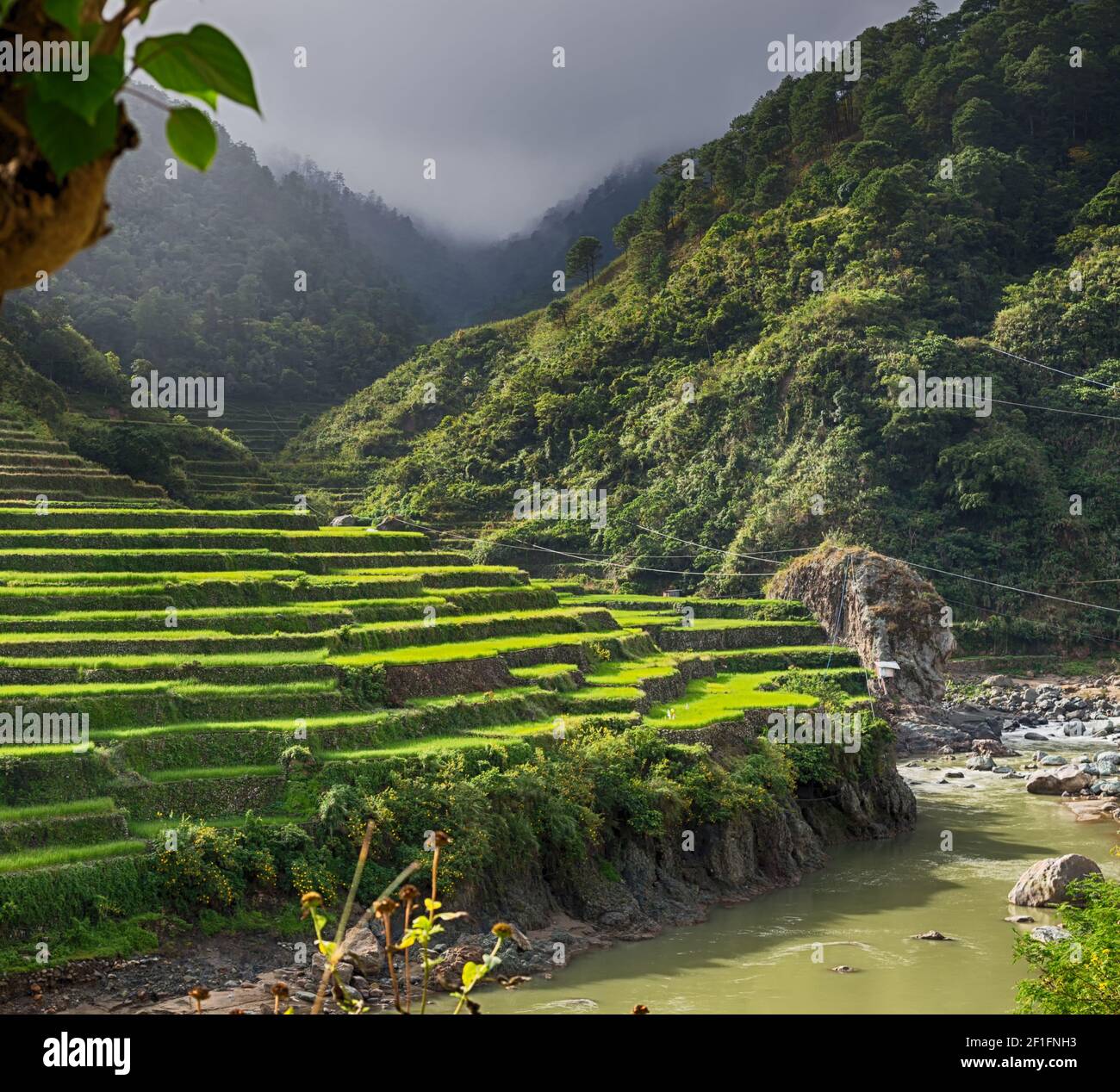 Terrace field for coultivation of rice Stock Photo - Alamy