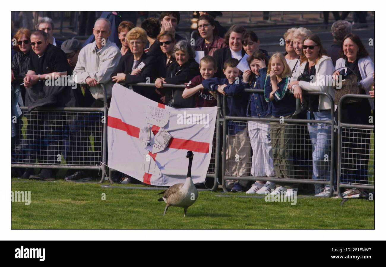 A Canadian Goose entertains the croud before Queen Mothers coffin is ...