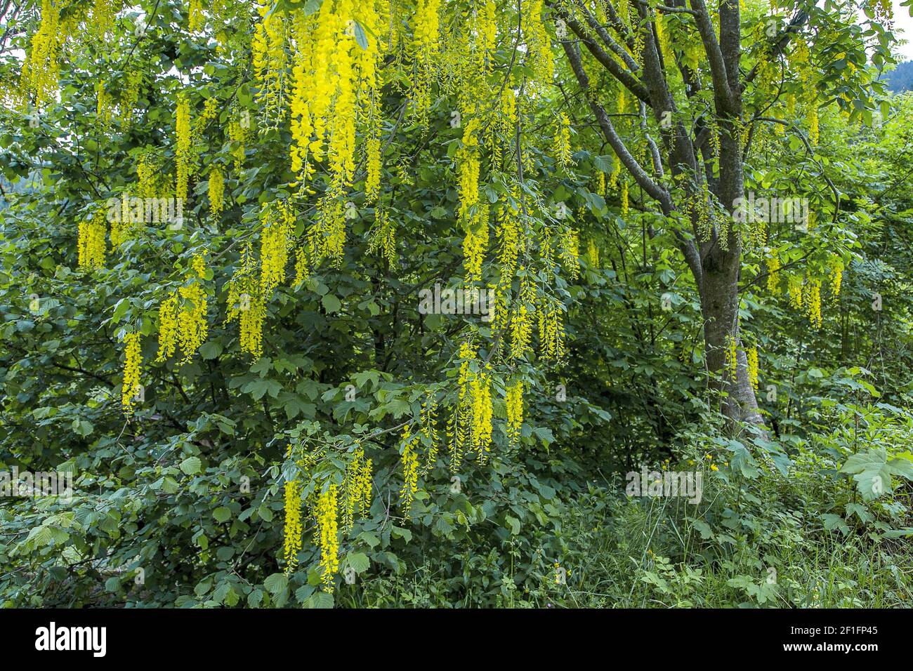Yellow flowers of Acacia dealbata tree in sunny spring day Stock Photo ...