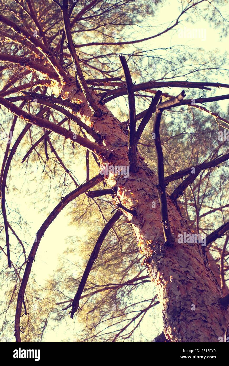 Obsolete branch hi-res stock photography and images - Alamy