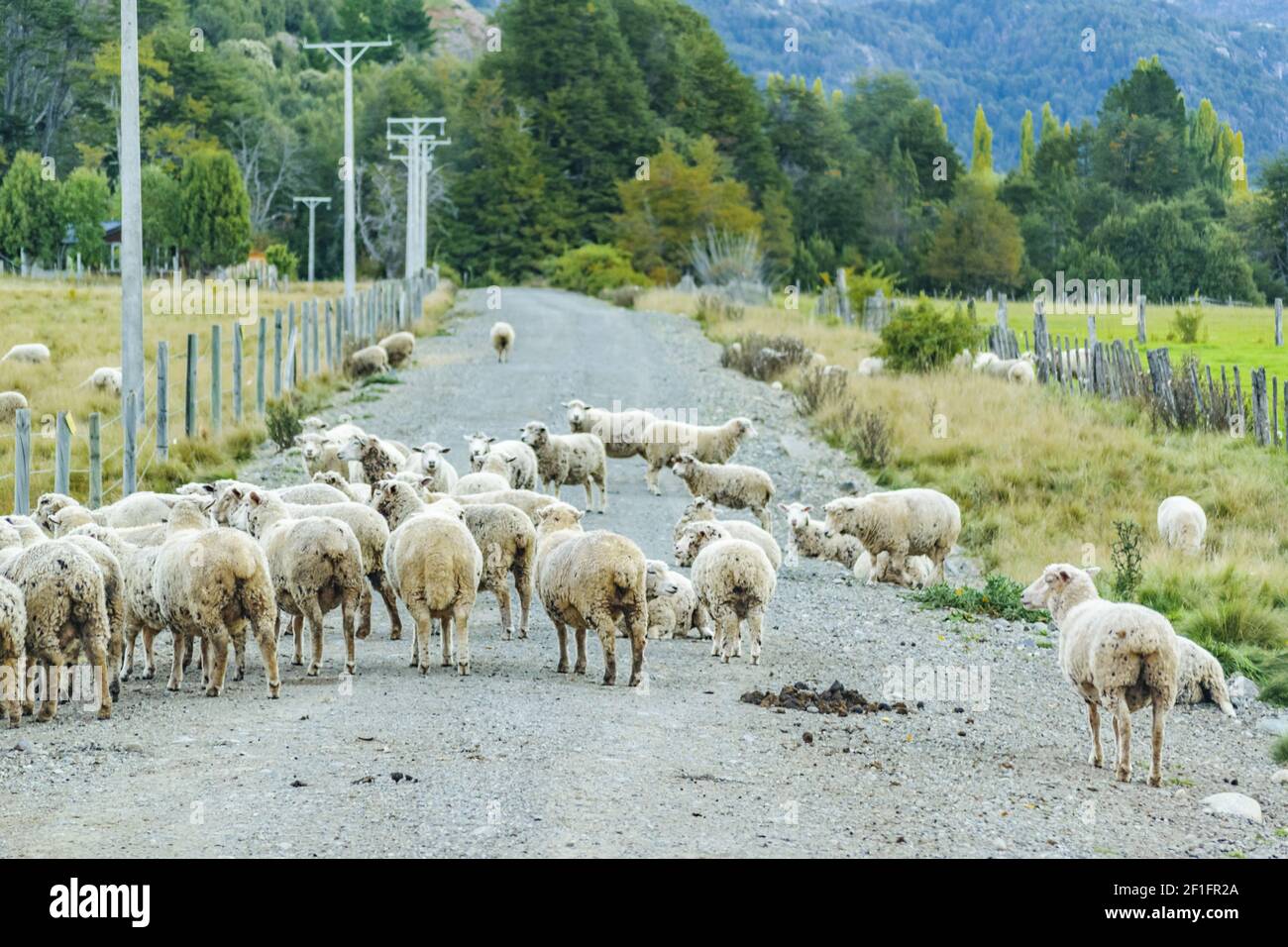 Los lagos animal hi-res stock photography and images - Alamy