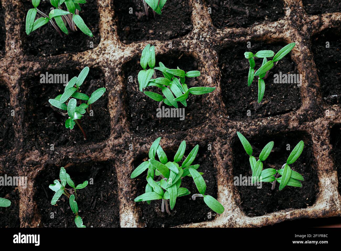 Peat pots with green tomato sprouts, gardening and spring plantings ...