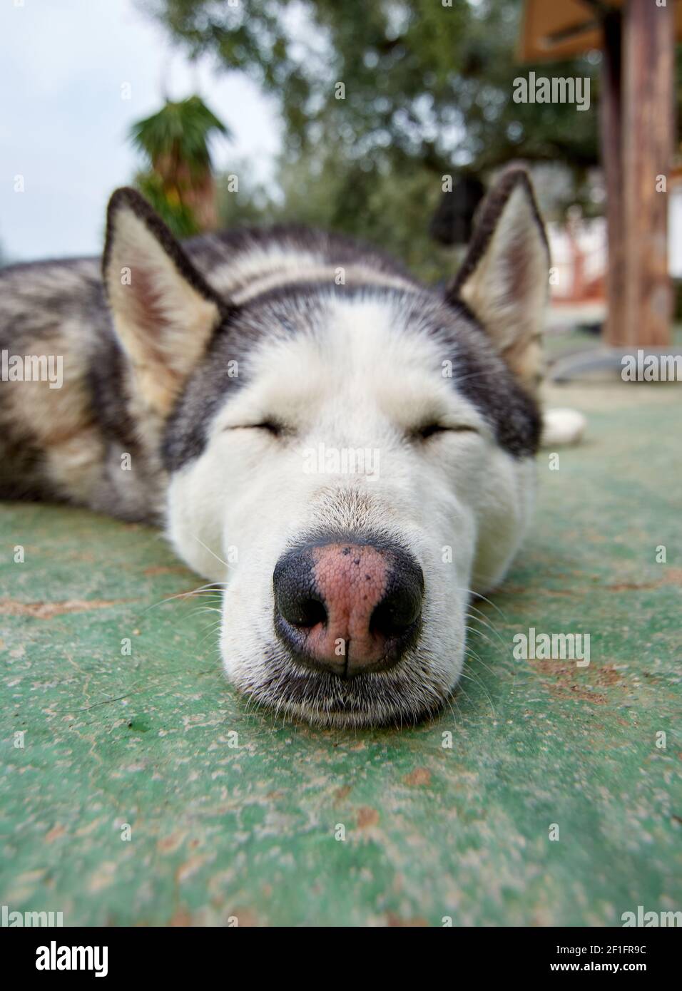 A vertical shot of a cute Siberian Husky lying outdoor Stock Photo - Alamy